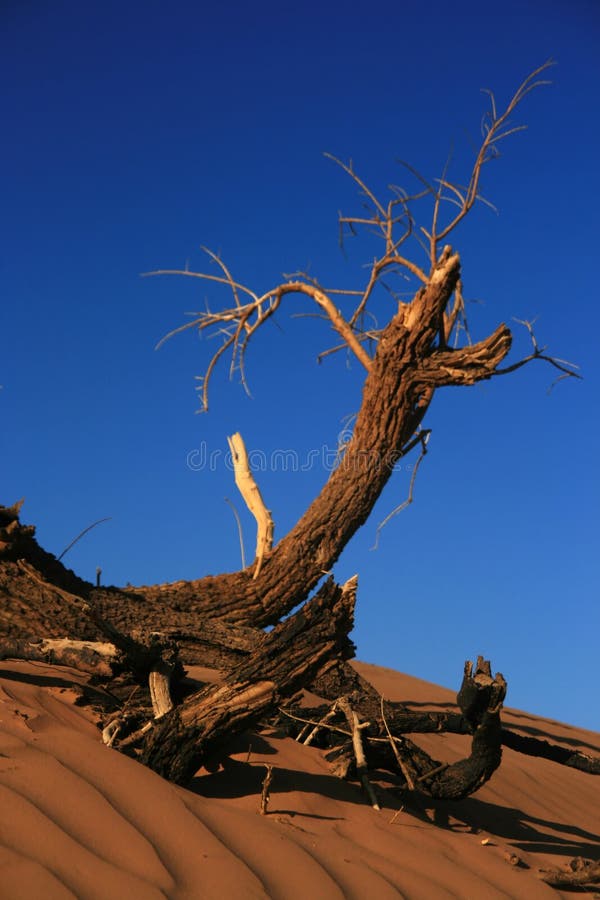 Dry branch in desert stock image. Image of branch, environment - 7376899