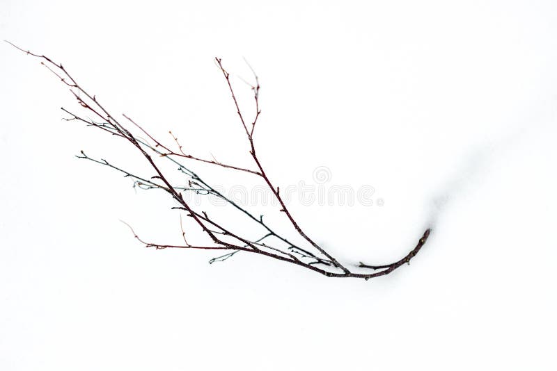 Dry Branch Fallen in White Snow Stock Illustration - Illustration of ...