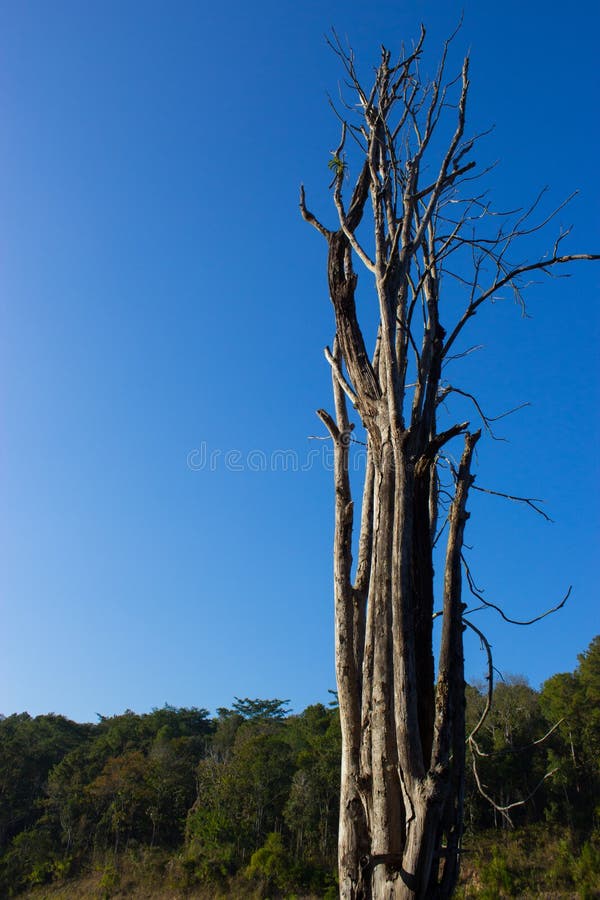 Dry branch in forrest stock image. Image of crown, bark - 29145651