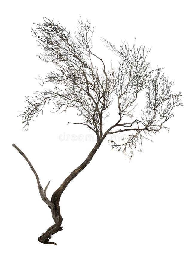 Dry branch stock image. Image of grey, climate, ornamental - 136718569