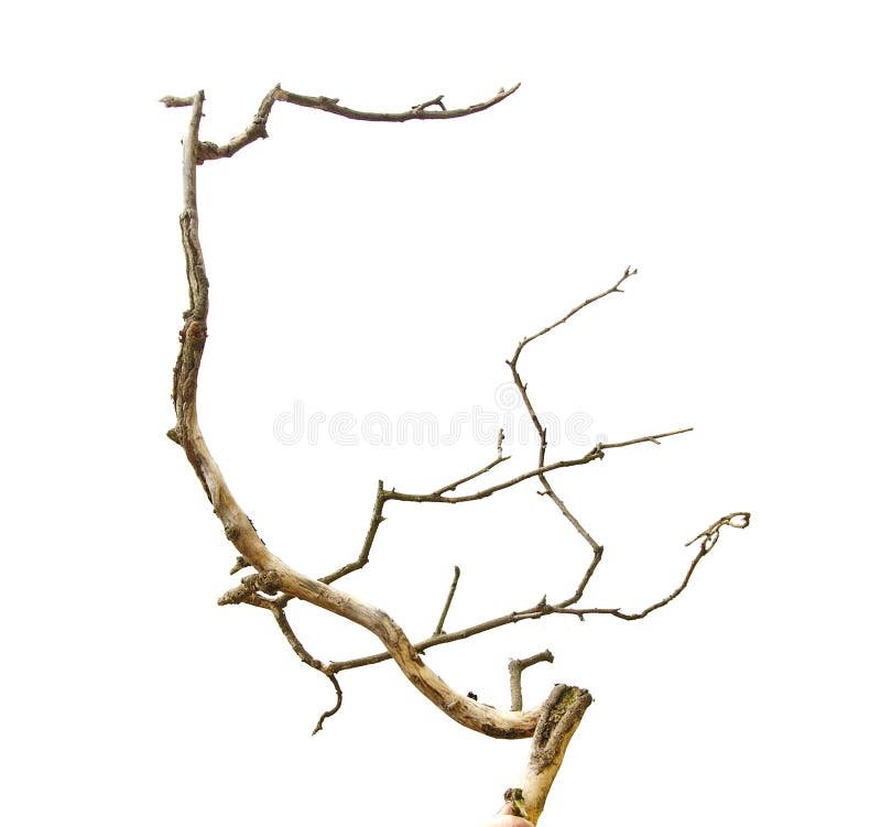 Dry Branch Isolated on White Stock Photo - Image of branch, nature ...