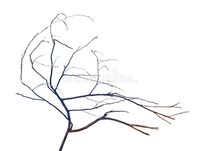 Dry Branch Isolated on White Stock Photo - Image of close, ecology ...