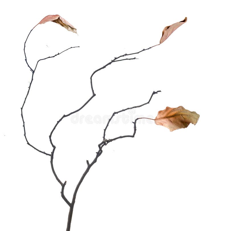 Dry Branch Isolated on White Stock Image - Image of branch, concept ...