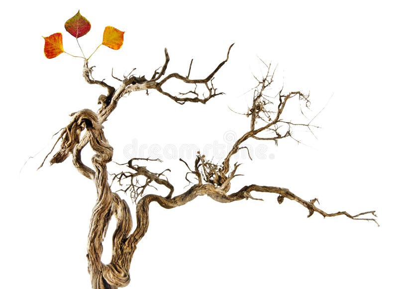 Dry Branch Isolated on White Stock Image - Image of close, ecology ...