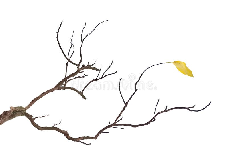 Dry Branch Isolated on White Stock Image - Image of grey, vertical ...