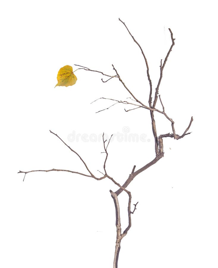 Dry Branch Isolated on White Stock Image - Image of tree, rebirth: 62993335