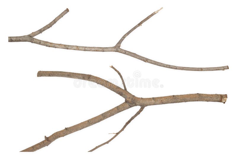 Dry branch stock photo. Image of brown, twigs, white - 46534156