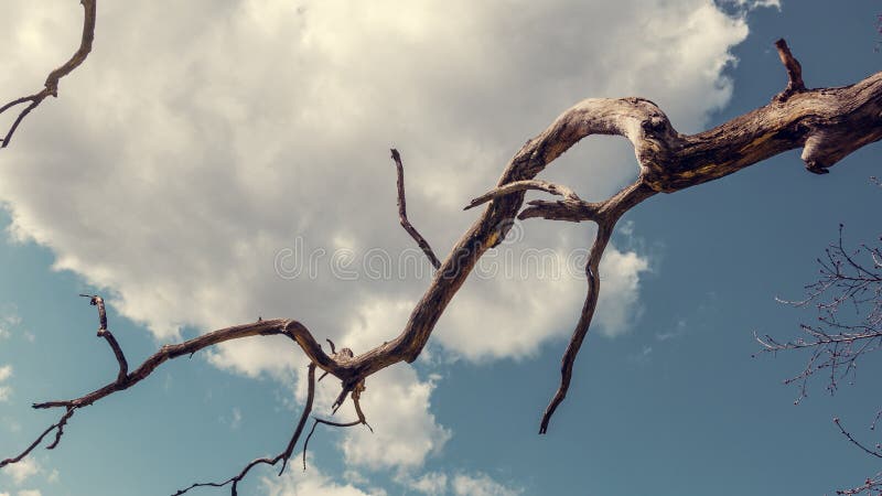 A dry branch stock photo. Image of tree, forest, cloud - 99502872