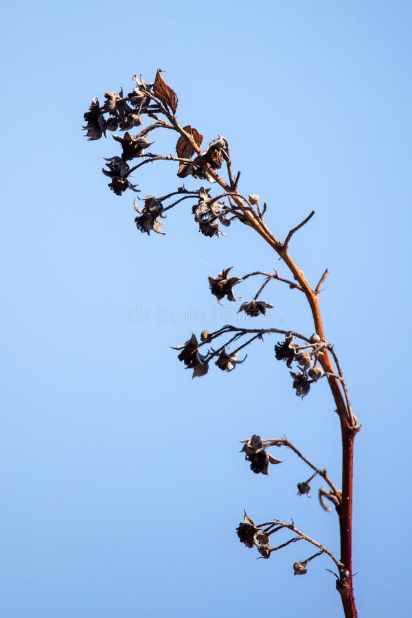 Dry Branch from a Raspberry Against a Blue Sky Stock Photo - Image of ...