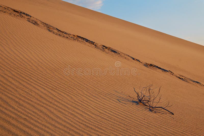 Dry branch in sand stock photo. Image of concept, adventure - 41500178
