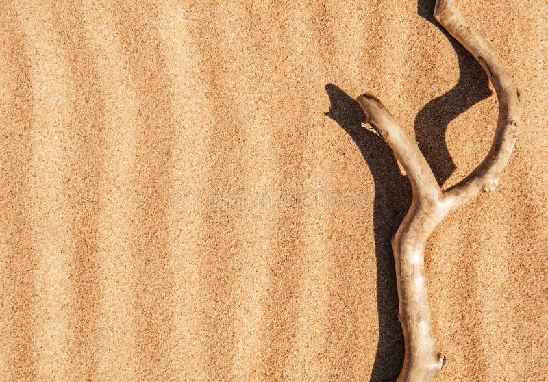 Dry branch on the sand stock image. Image of empty, border - 41296919