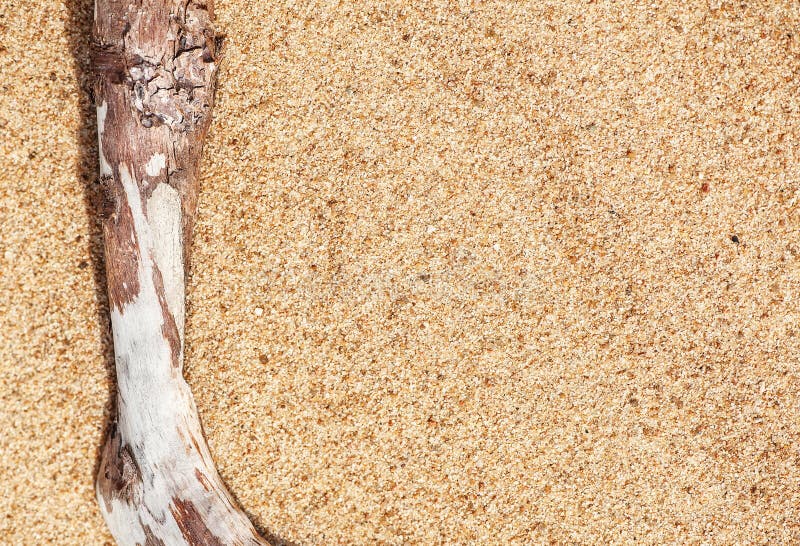 Dry branch on the sand stock photo. Image of close, concept - 42721140