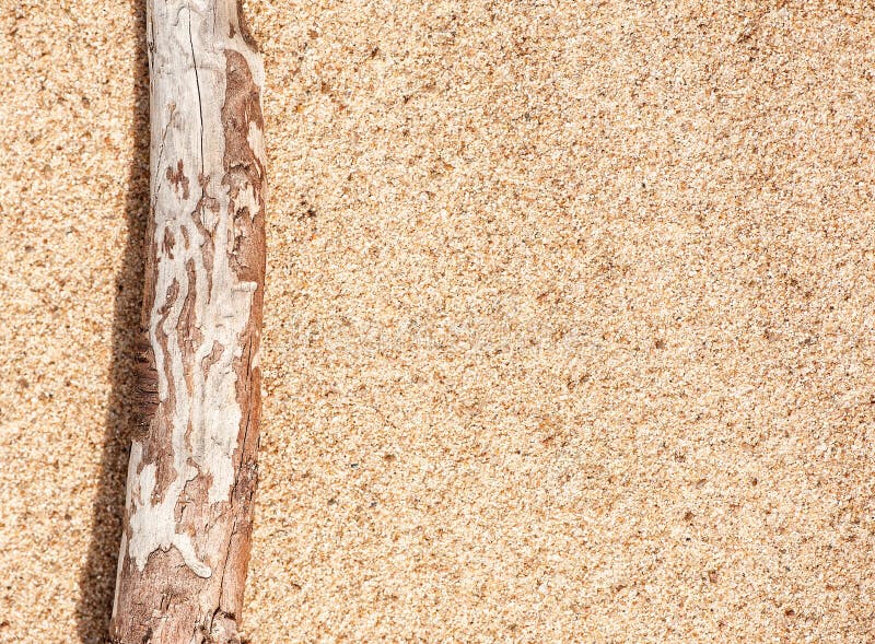 Dry branch on the sand stock image. Image of nature, outdoor - 42721465