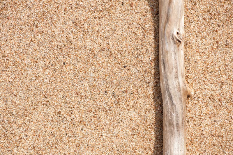 Dry branch on the sand stock photo. Image of enjoy, nature - 42721560