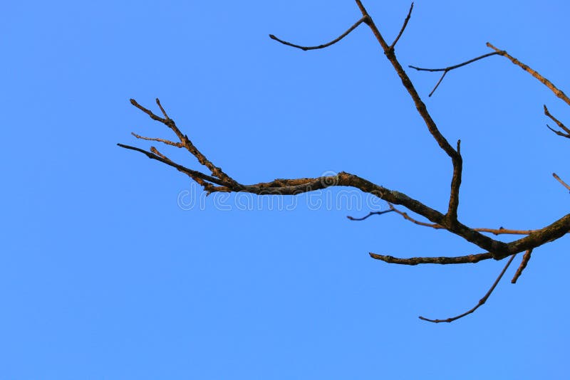 Dry Branch Shadow of Tree Beautiful on Blue Sky Background with Stock ...