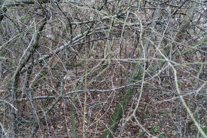 Dry branch stock photo. Image of pattern, herb, plants - 67345334