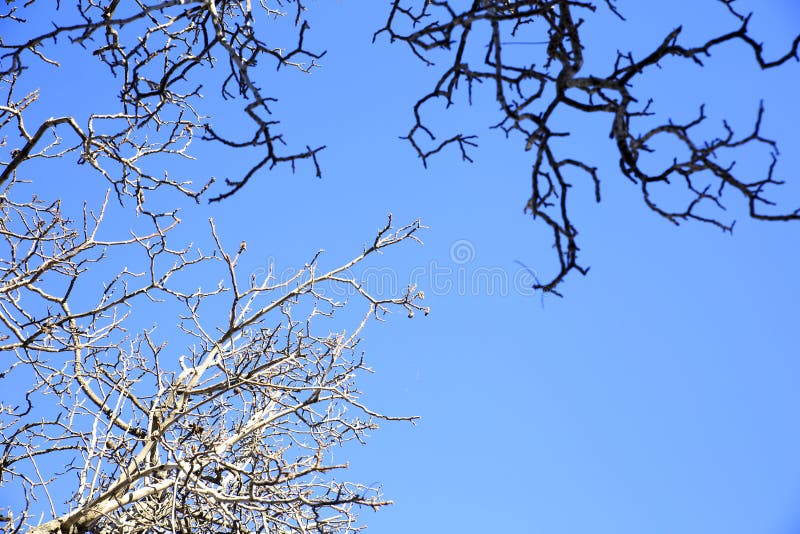 Dry Branch Texture Under Blue Sky Stock Image - Image of country ...