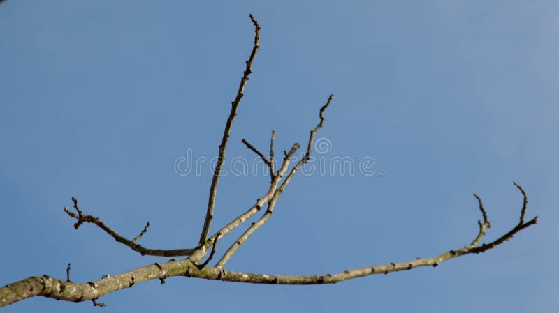 Dry Branch Tree with Clear Blue Background. View from Bottom Stock ...