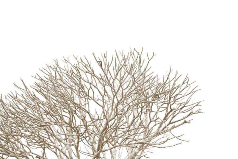 Dry branch of a tree stock photo. Image of background - 67036968