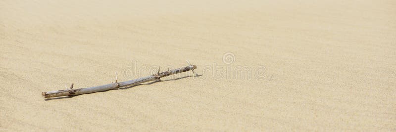 A Dry Branch of a Tree Lies in the Sandy Desert. the Branch Lies on the ...