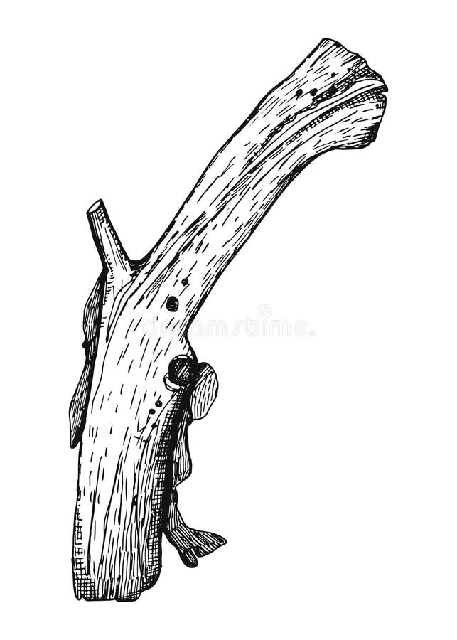 Dry Branch Tree Log Vector Illustration Hand Drawing Stock ...