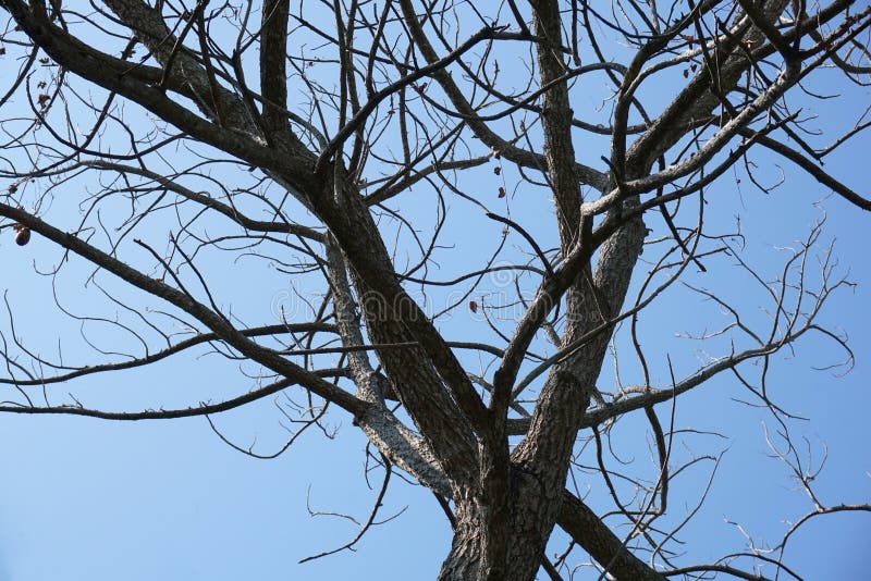 Dry Branch Tree in Nature Garden Stock Image - Image of garden, forest ...
