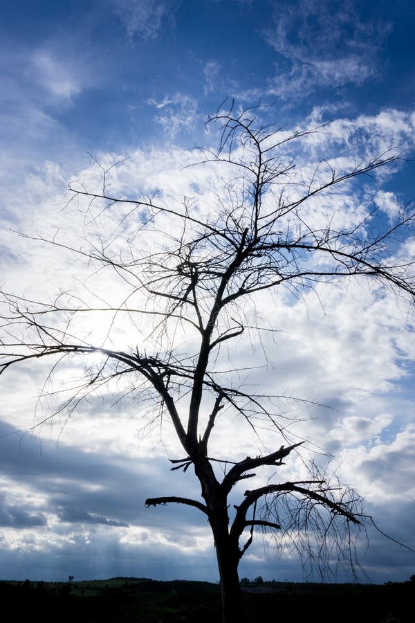 Dry Branch of Tree Over Sky Stock Image - Image of outdoors, blue: 69071979