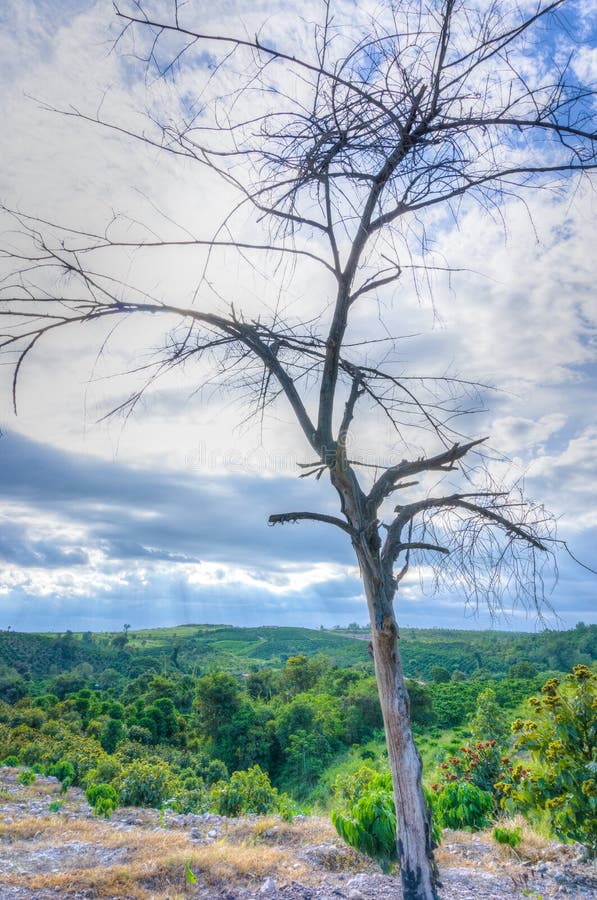 The Dry Branch of Tree Over Sky Stock Photo - Image of loneliness ...