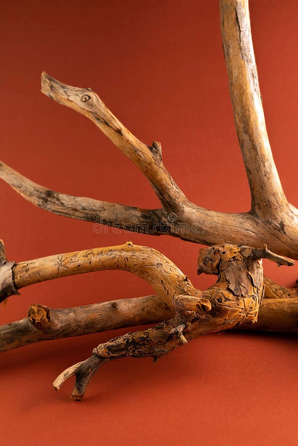 Dry Branch of a Tree of an Unusual Shape on a Brown Background Stock ...