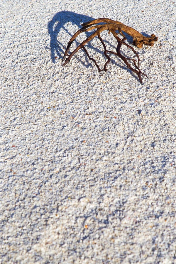 A Dry Branch on the White Sea Sand. Stock Photo - Image of outdoor ...