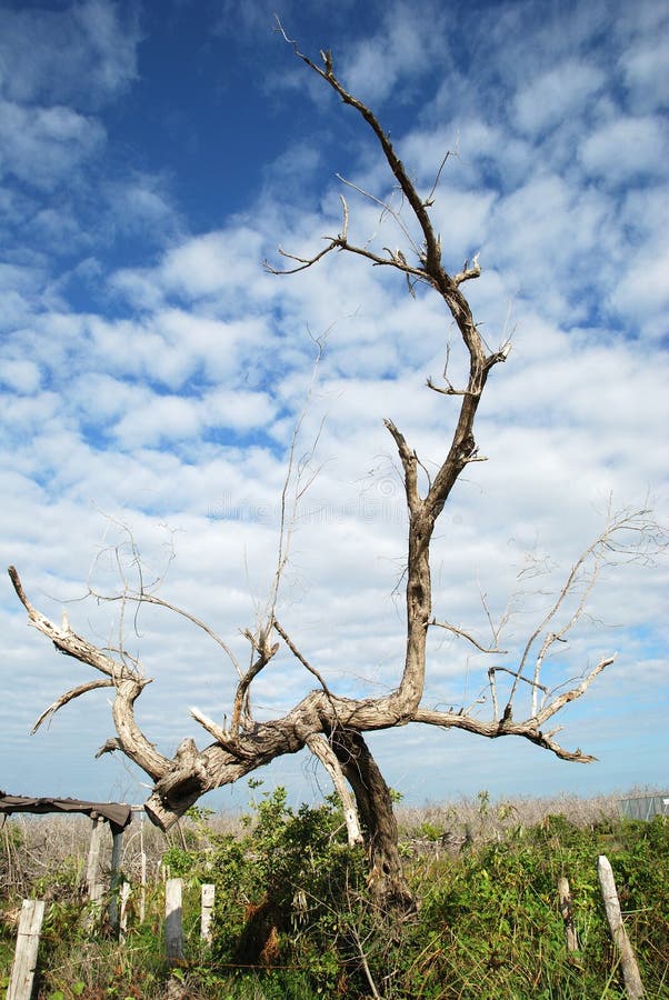 Dry Branches stock image. Image of branches, tree, clouds - 13868787