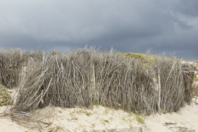 Dry branches on the beach stock photo. Image of brown - 85590810