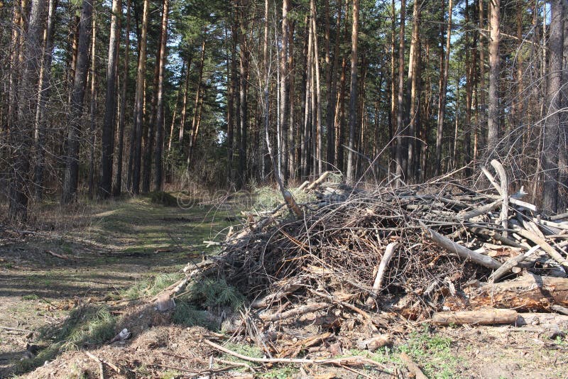 Dry Branches Brushwood in the Forest in the Dried Grass for Fire Danger ...