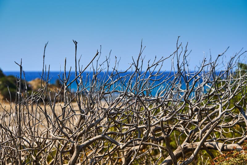 Dry branches of a bush stock image. Image of greece - 100064491