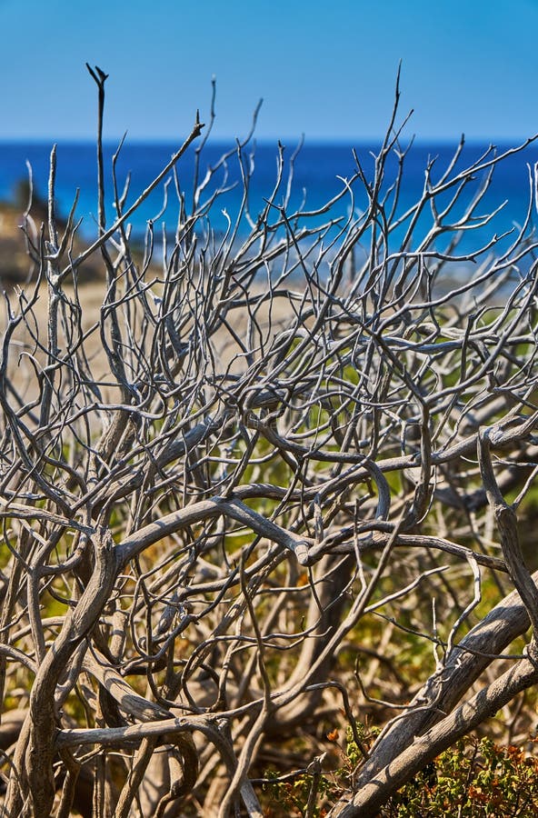 Dry branches of a bush stock image. Image of season - 100064735