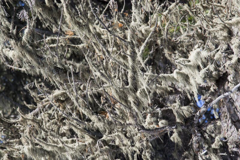 Dry Branches of Coniferous Tree. MOSS and Lichen. Stock Photo - Image ...