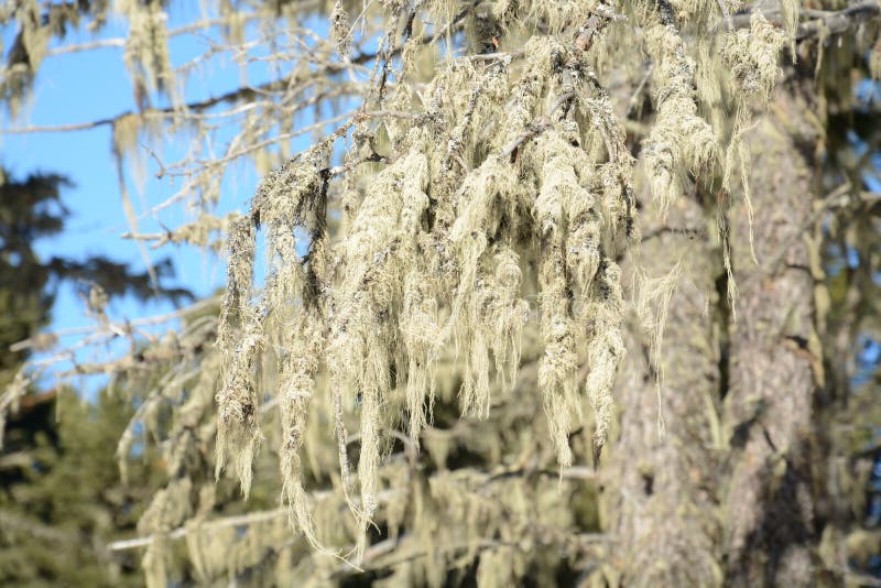 Dry Branches of Coniferous Tree. MOSS and Lichen. Stock Image - Image ...