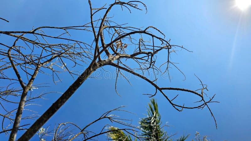 Dry Branches Contrasting with the Blue Sky Stock Photo - Image of ...