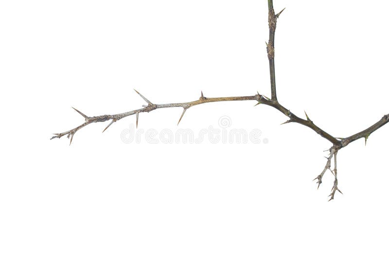 Tree Spike Bird Shape Stock Photos - Free & Royalty-Free Stock Photos ...