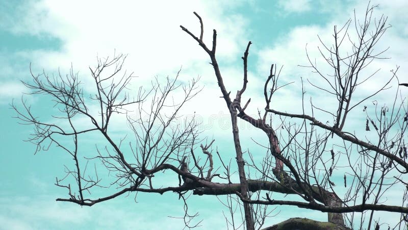 Dry branches stock photo. Image of dead, branches - 97623962