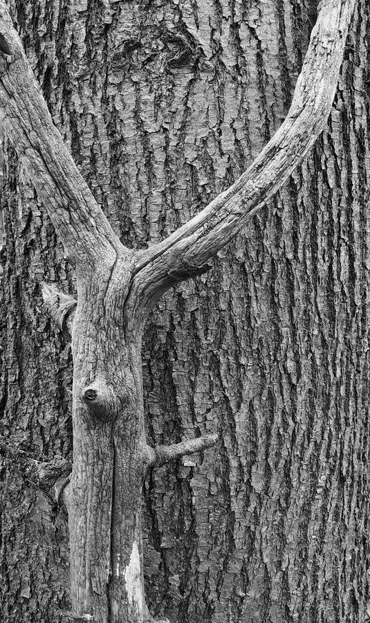 Dry Branches of a Dead Tree with Cracked Dark Bark Stock Photo - Image ...