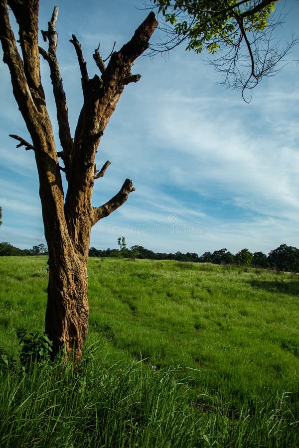 Dry Branches of Dead Trees Around the Hill There is a Green Field Stock ...