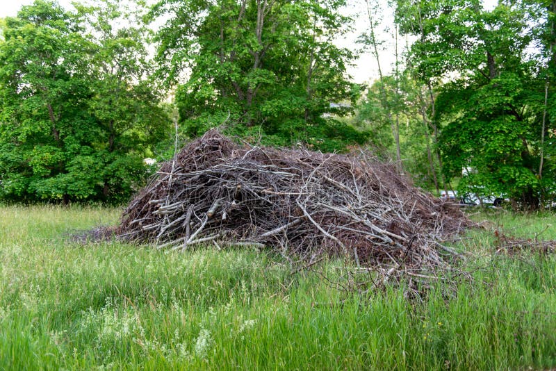 Dry Branches of Dead Wood in a Pile Stock Image - Image of stack ...
