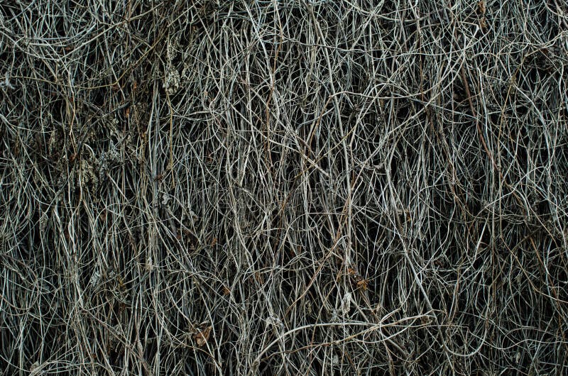 Dry Branches Grapevine, on the Texture, Background Stock Image - Image ...