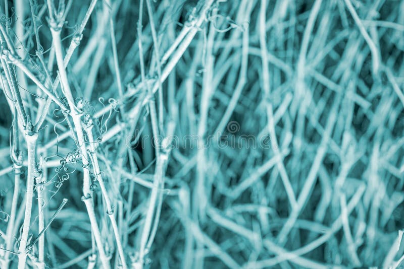 Dry Branches Intertwine. Tinted Blue. Background, Texture Stock Photo ...