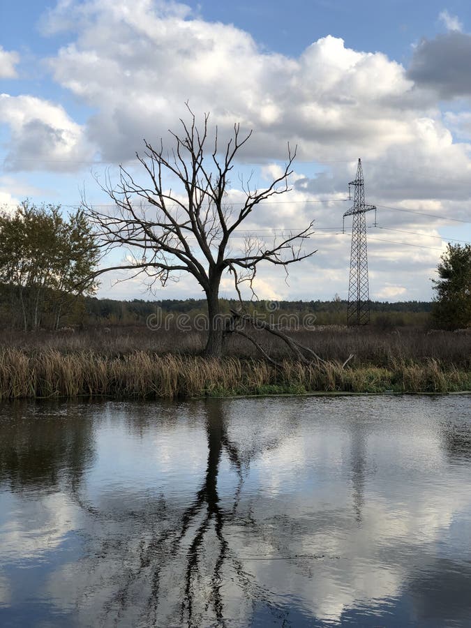Dry Branches of a Lonely Tree by the River. Reflection of a Dry Tree in ...