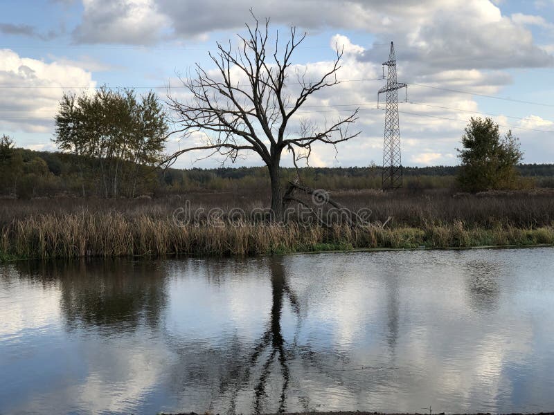 Dry Branches of a Lonely Tree by the River. Reflection of a Dry Tree in ...