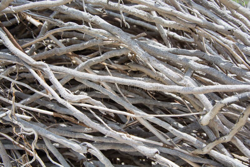 Dry branches stock photo. Image of horizontal, element - 47119946