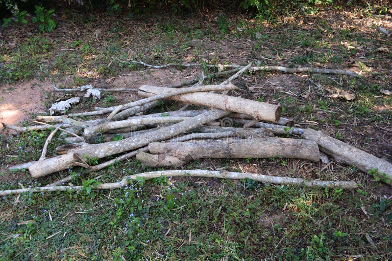 Dry branches stock photo. Image of objects, computer - 49528258