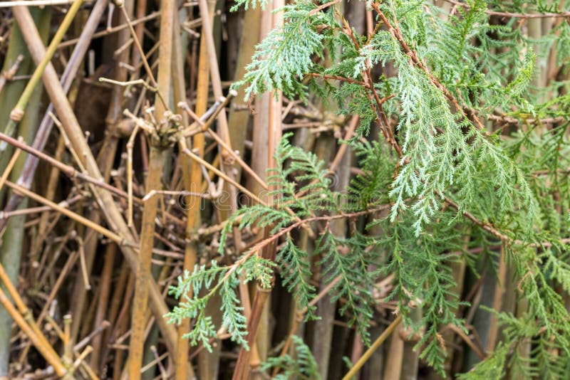 Dry Branches, Natural Wood Background, Pattern. Stock Photo - Image of ...